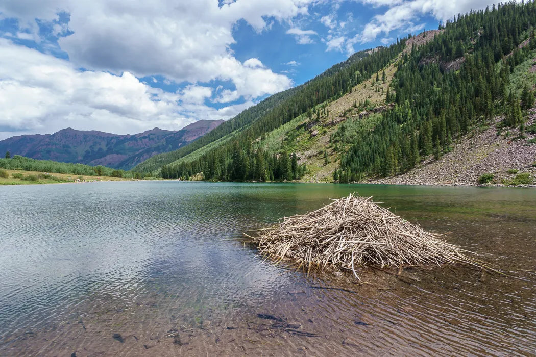 Top or Best Website Design Agencies and Companies in Centennial, Color ...