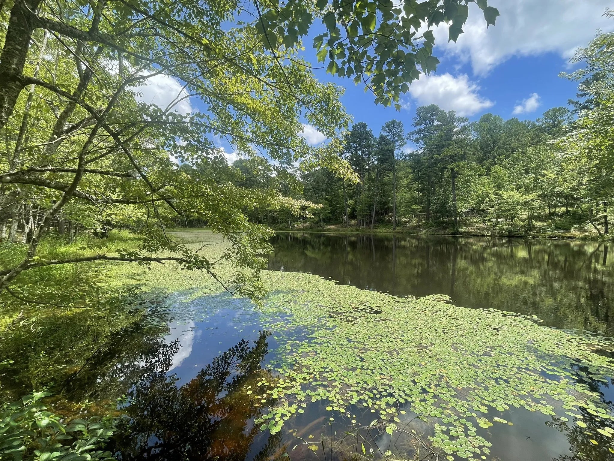 Best or Top Virtual Background Design Agencies and Companies in Bartle ...